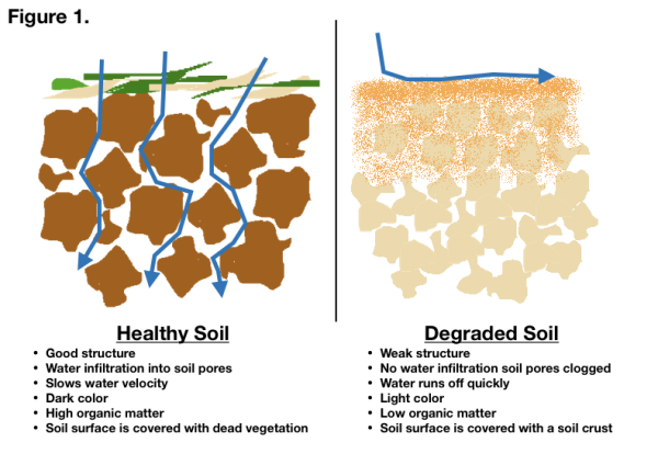 Figure 1. Healthy Soil - New Mexico Acequia Association