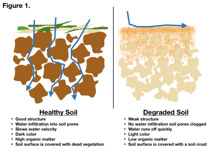 Soil Health For Storing Water - New Mexico Acequia Association
